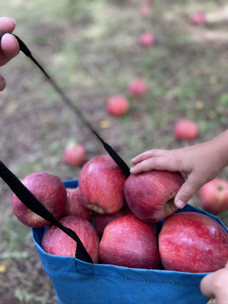 Wild Apple Orchard in Arizona Desert | NEAR ZERO
